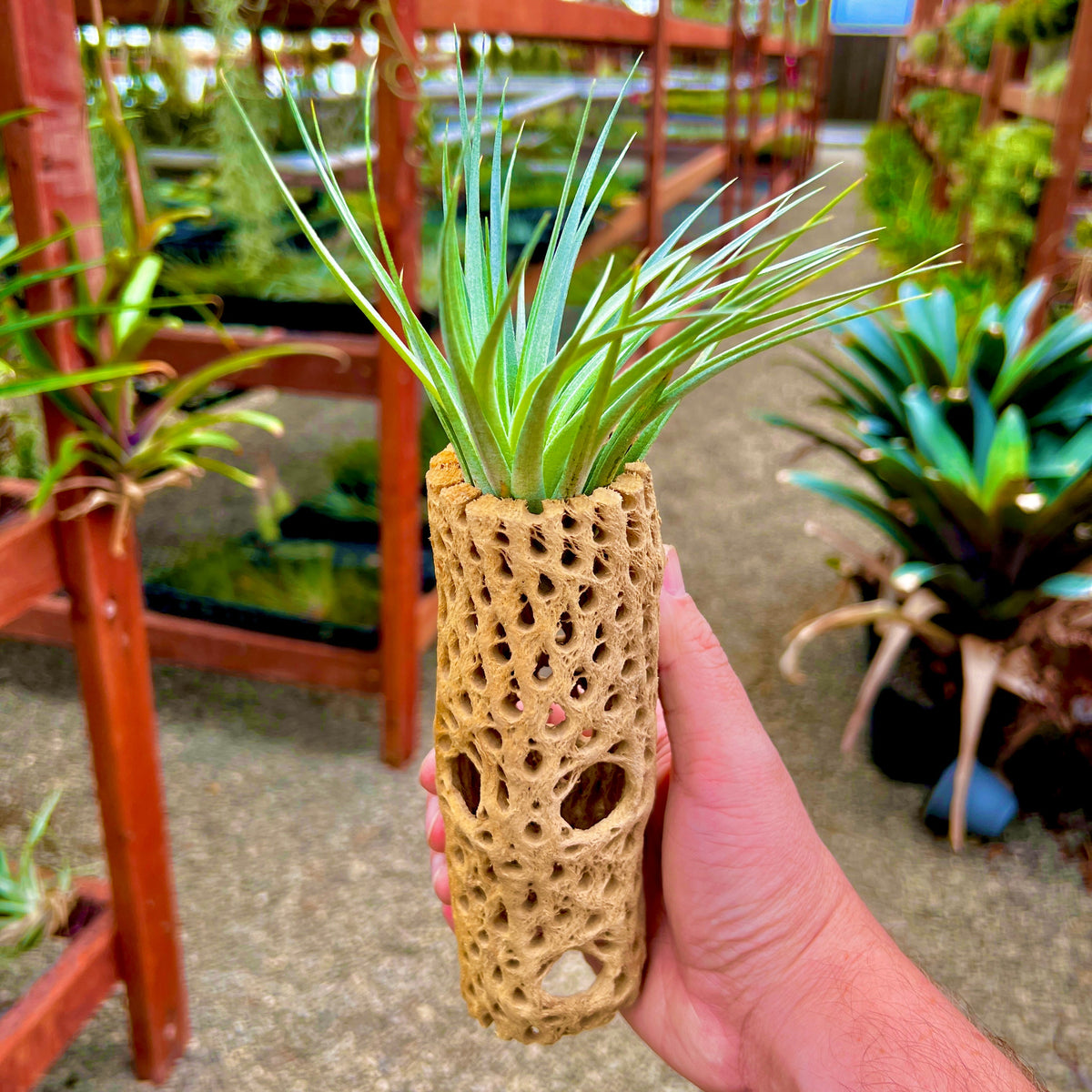 Sandblasted Cholla Wood 12” Long (Wood Only) – Air Plant Hub