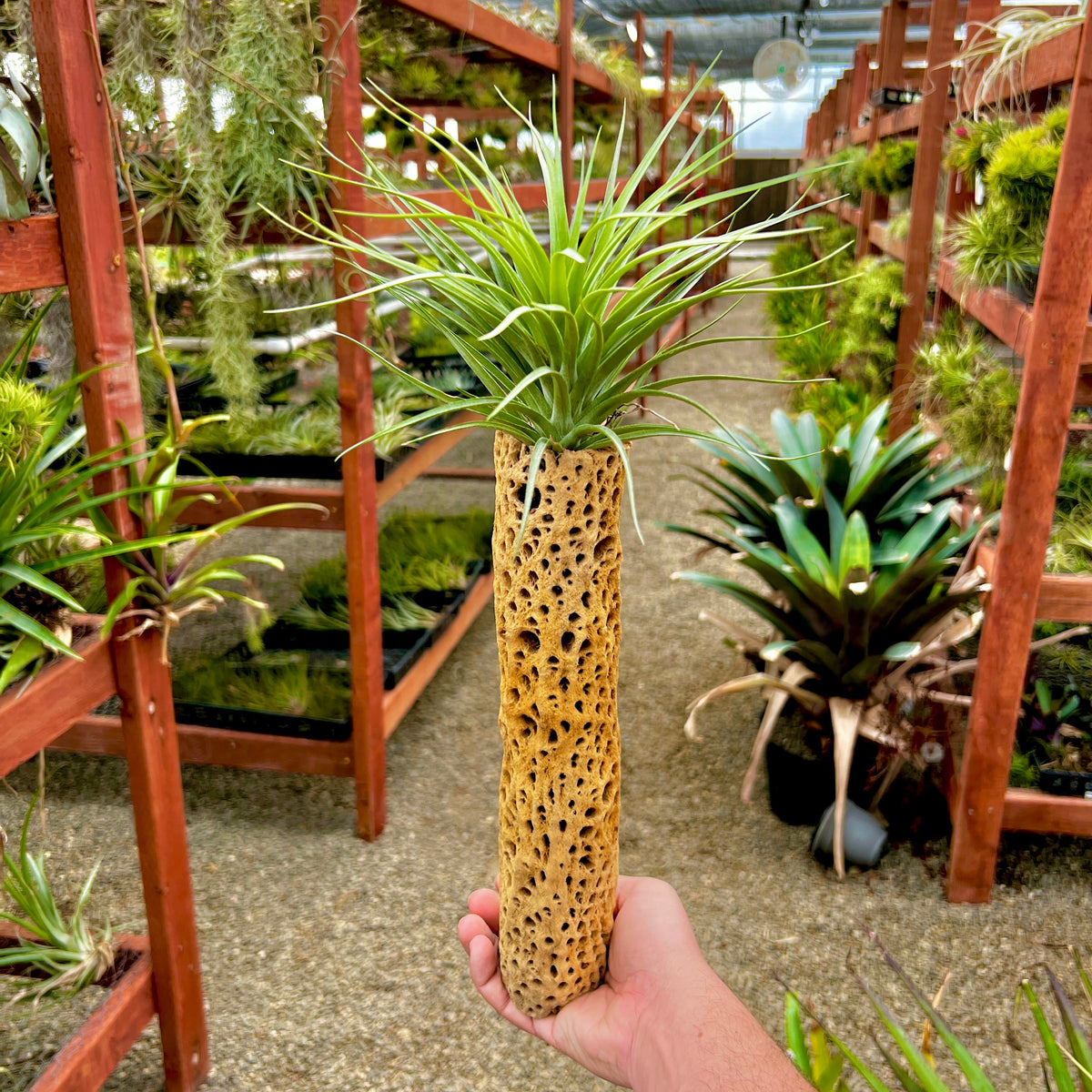 Sandblasted Cholla Wood 12” Long (Wood Only) – Air Plant Hub