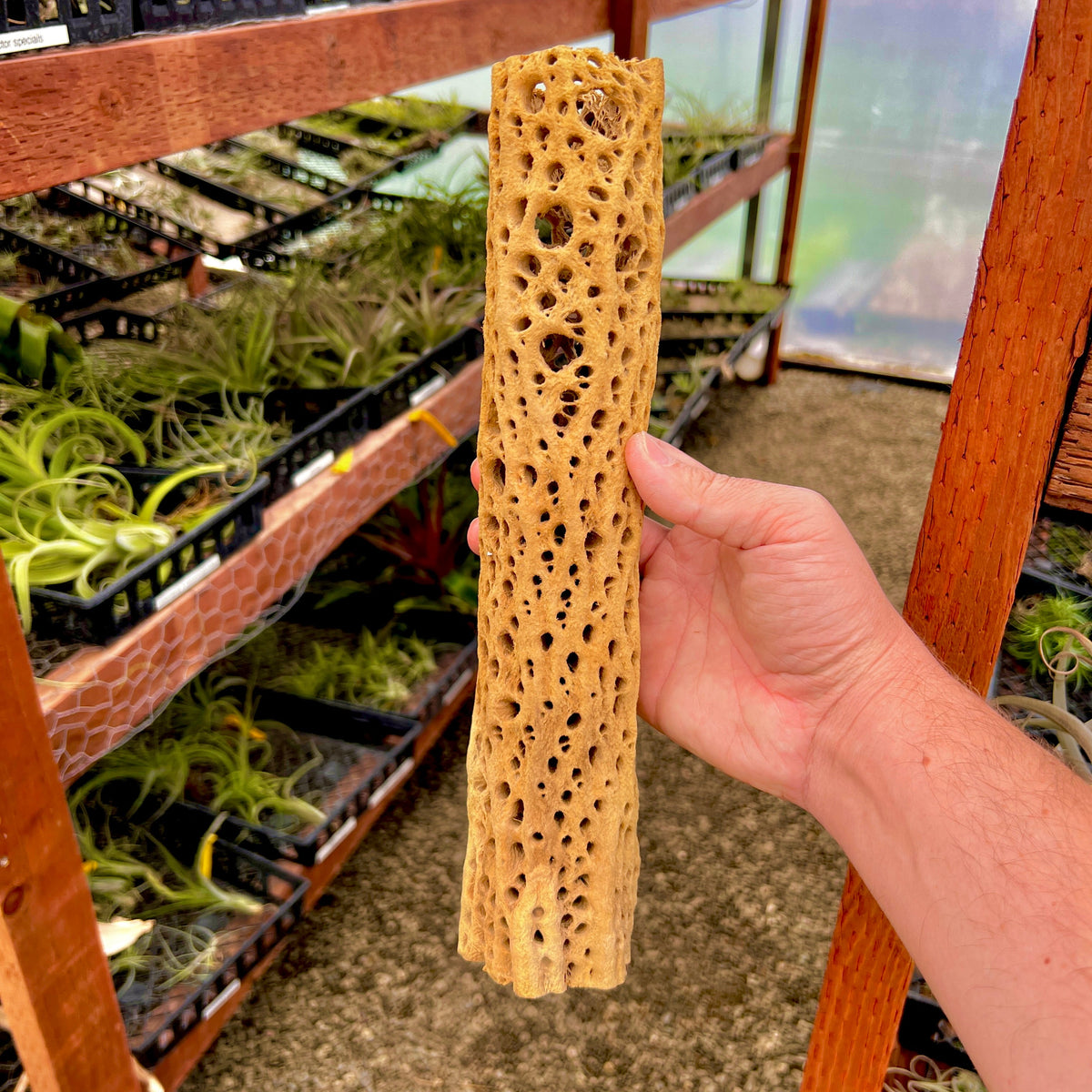 Sandblasted Cholla Wood 12” Long (Wood Only) – Air Plant Hub