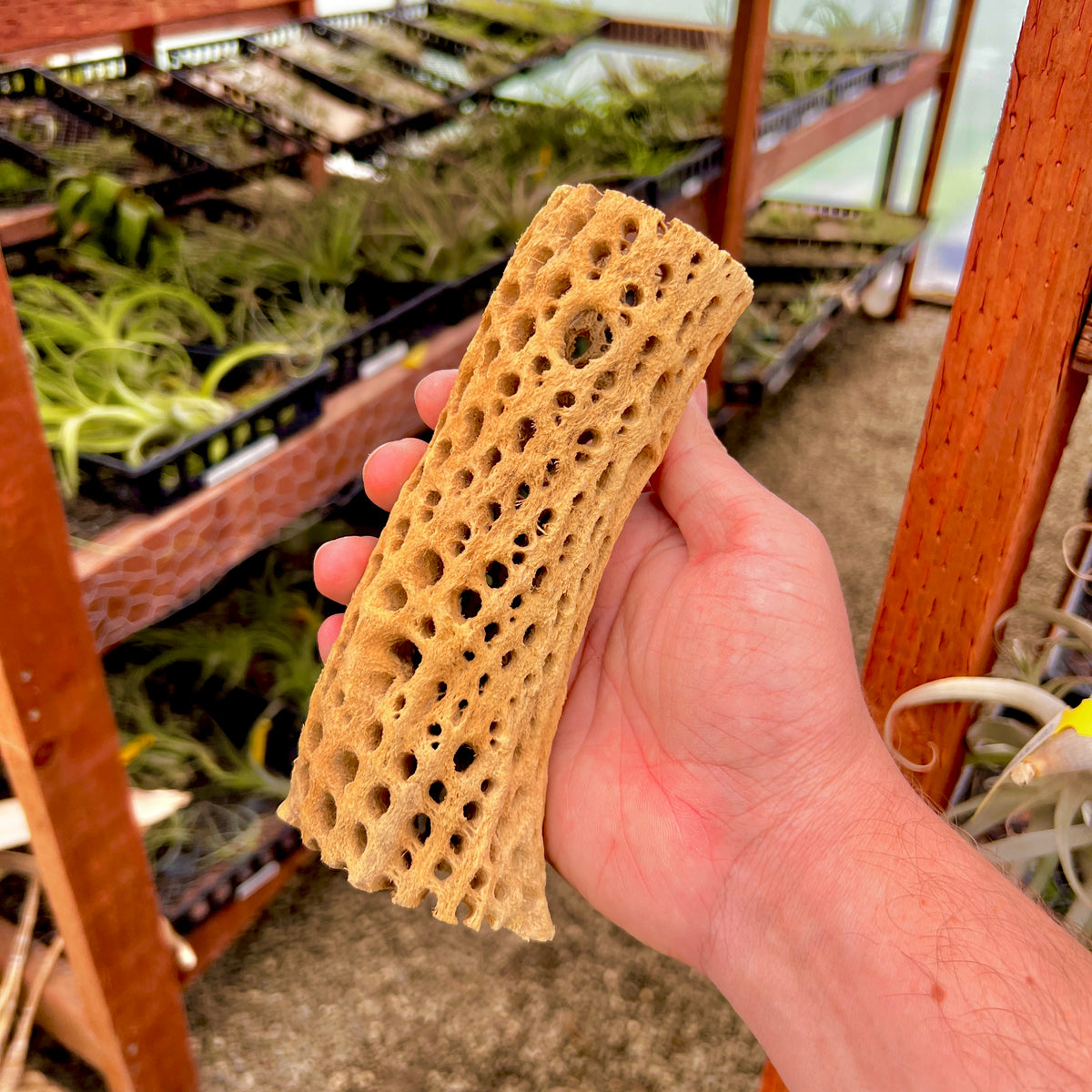 Sandblasted Cholla Wood 6” Long (Wood Only) – Air Plant Hub