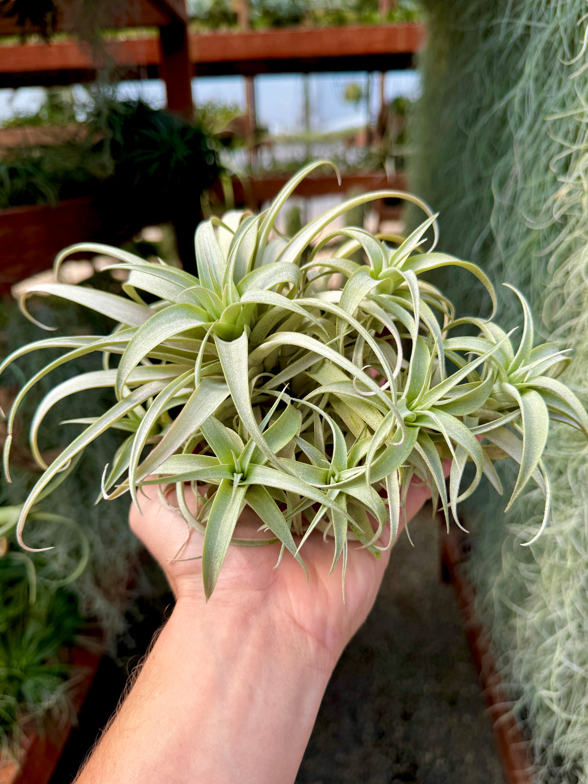 Roseoscapa Curly Clump – Air Plant Hub