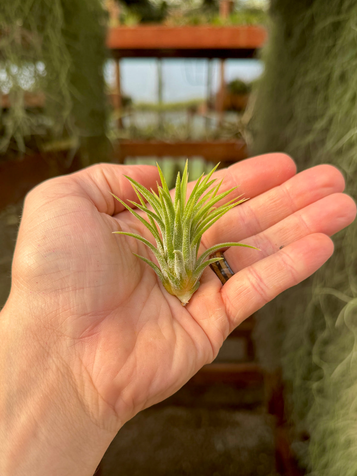 Ionantha Blue Eyed Druid – Air Plant Hub