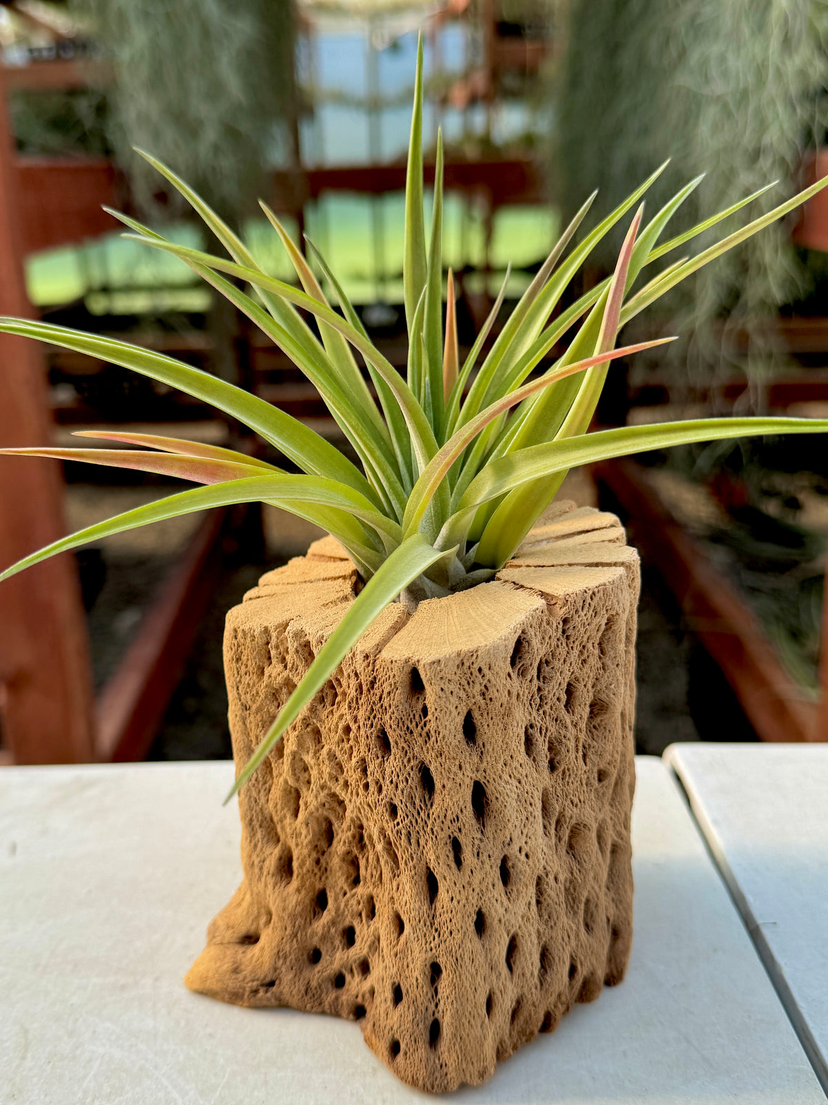 Sandblasted Thick Cholla Wood Plant Display 4" Long (Wood + Air Plant ...