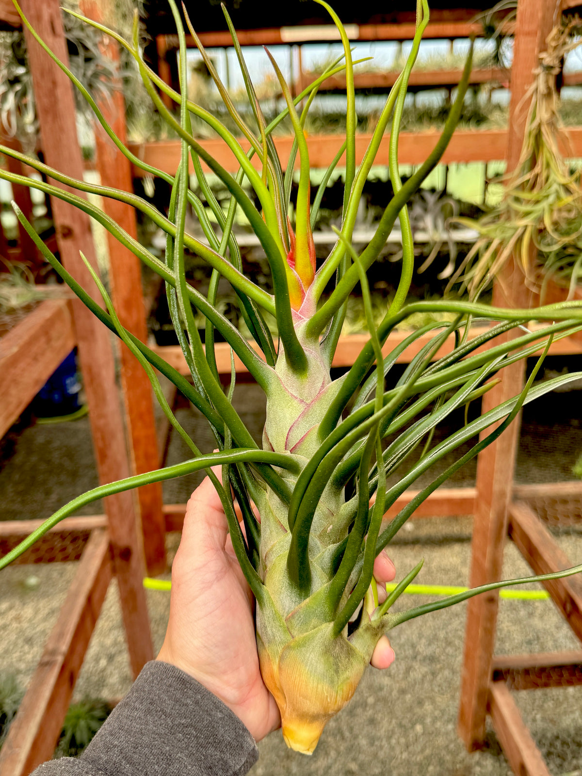 Bulbosa Freak Show Giant *EXACT PLANT PICTURED* – Air Plant Hub