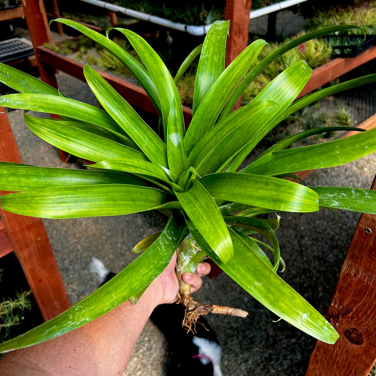 Rubella XL (Large Growing!) – Air Plant Hub