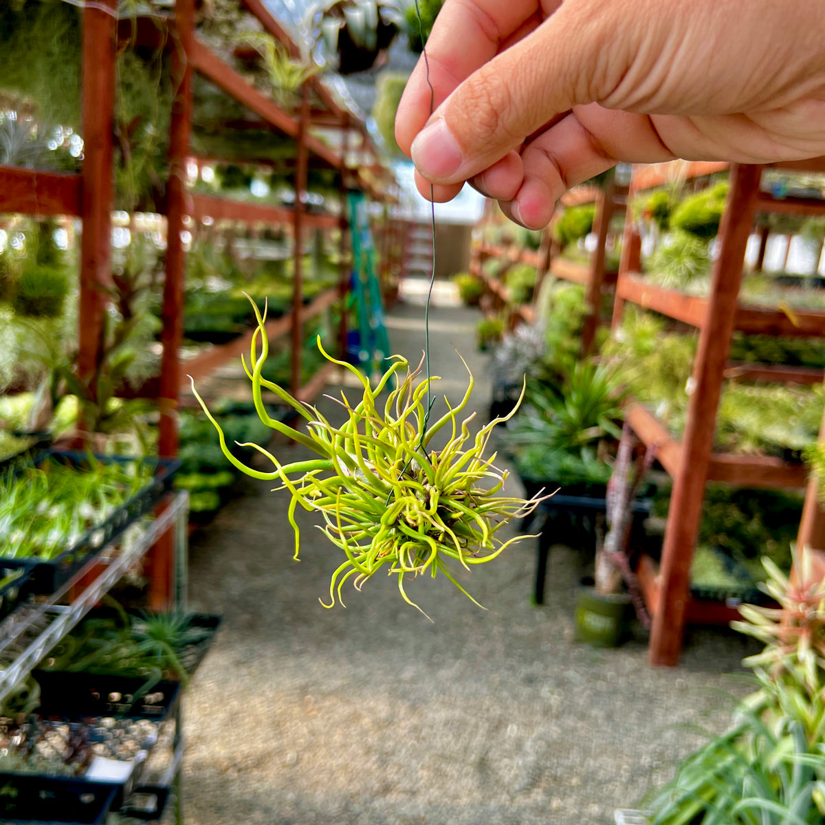 Bulbosa Brazil Hanging Clump – Air Plant Hub