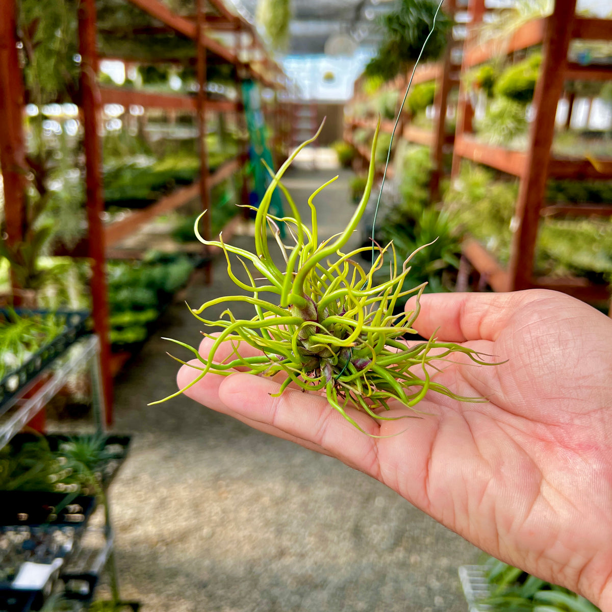 Bulbosa Brazil Hanging Clump – Air Plant Hub