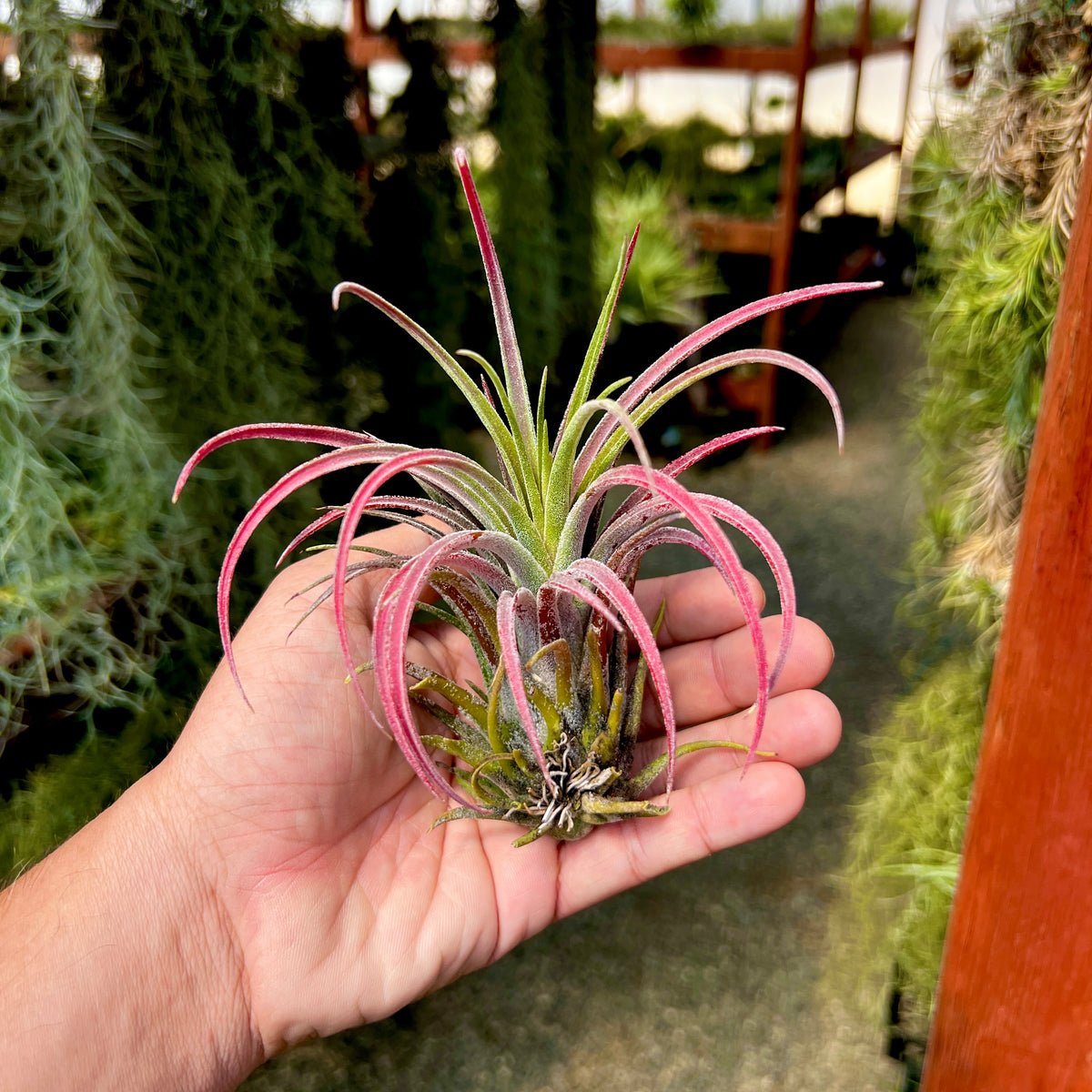 Pruinosa x Scaposa – Air Plant Hub