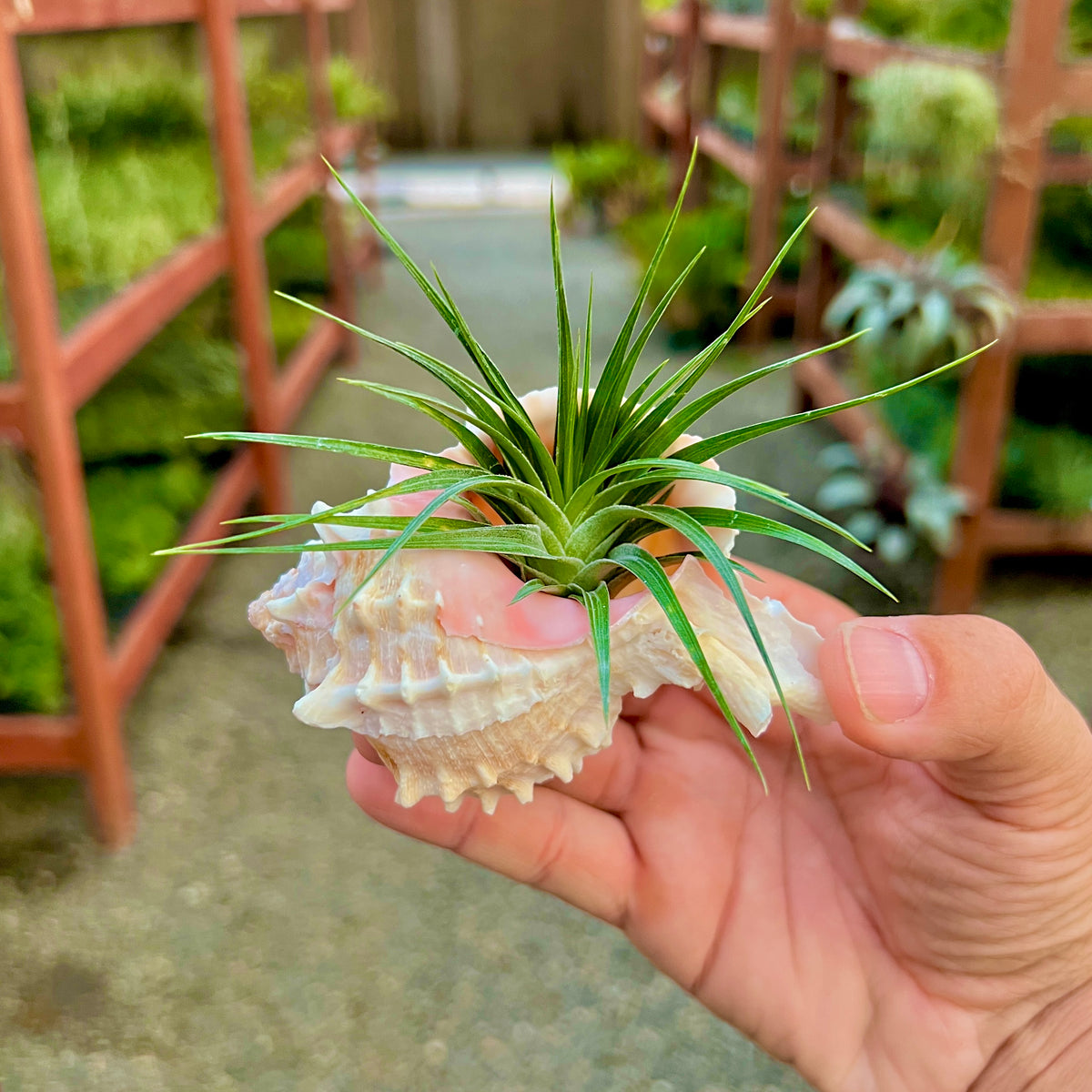 Pink Murex Shell Regular + Air Plant – Air Plant Hub