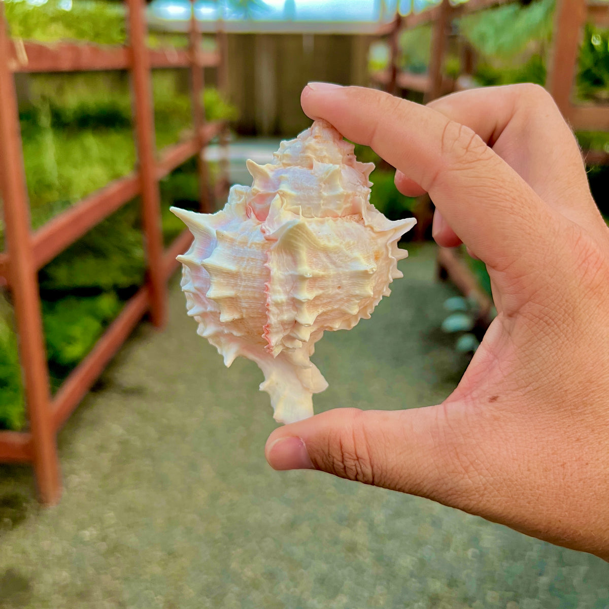 Pink Murex Shell Regular – Air Plant Hub