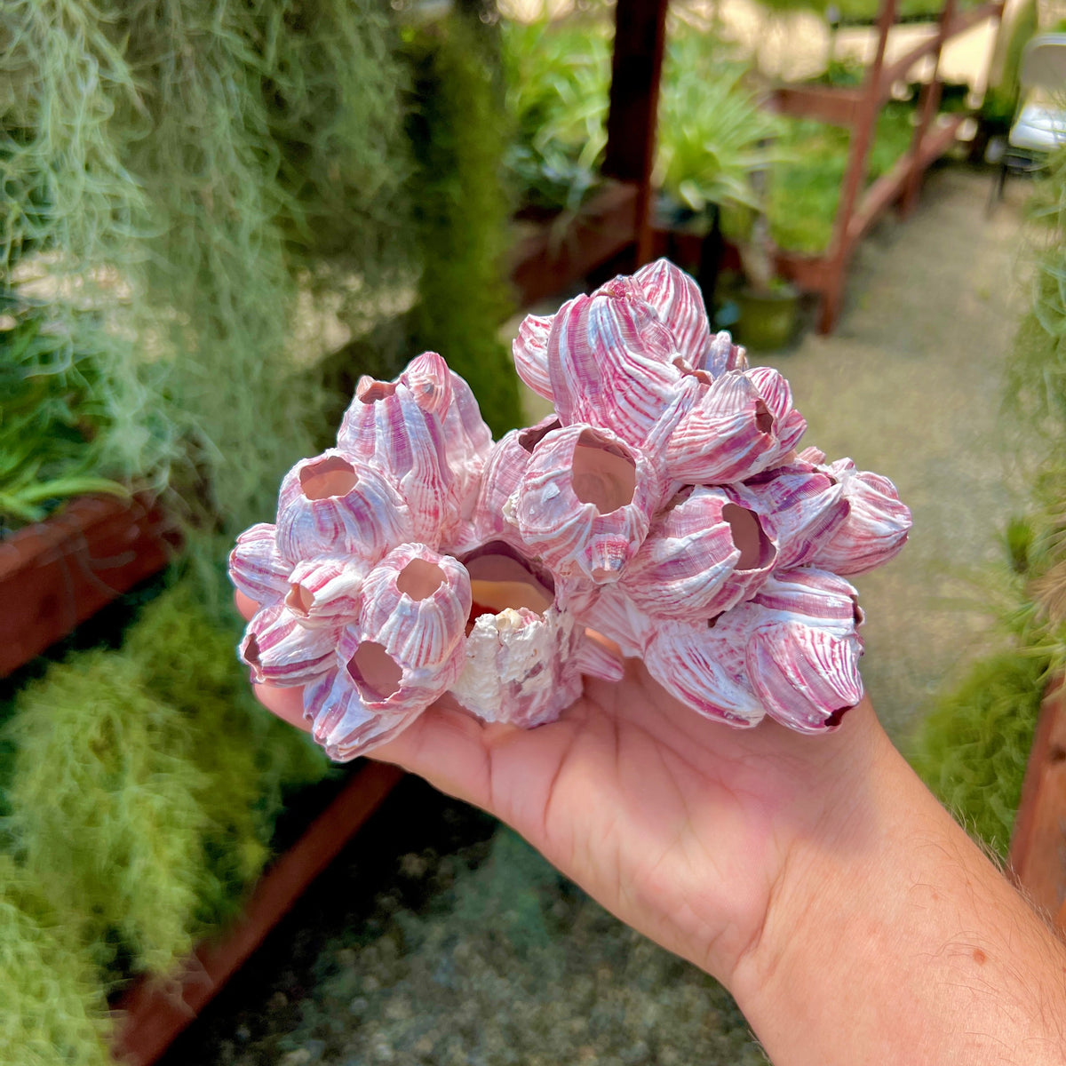 Barnacle Cluster Large + 3 Air Plants – Air Plant Hub