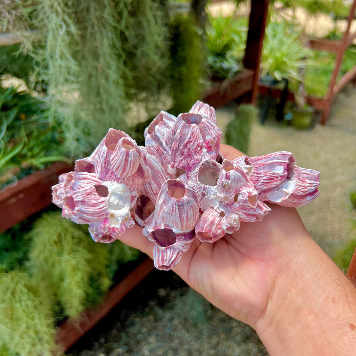 Barnacle Cluster Large + 3 Air Plants – Air Plant Hub