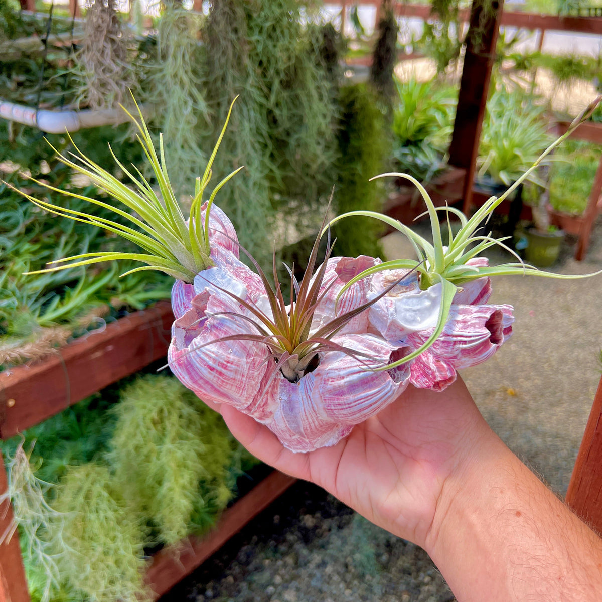 Barnacle Cluster Large – Air Plant Hub
