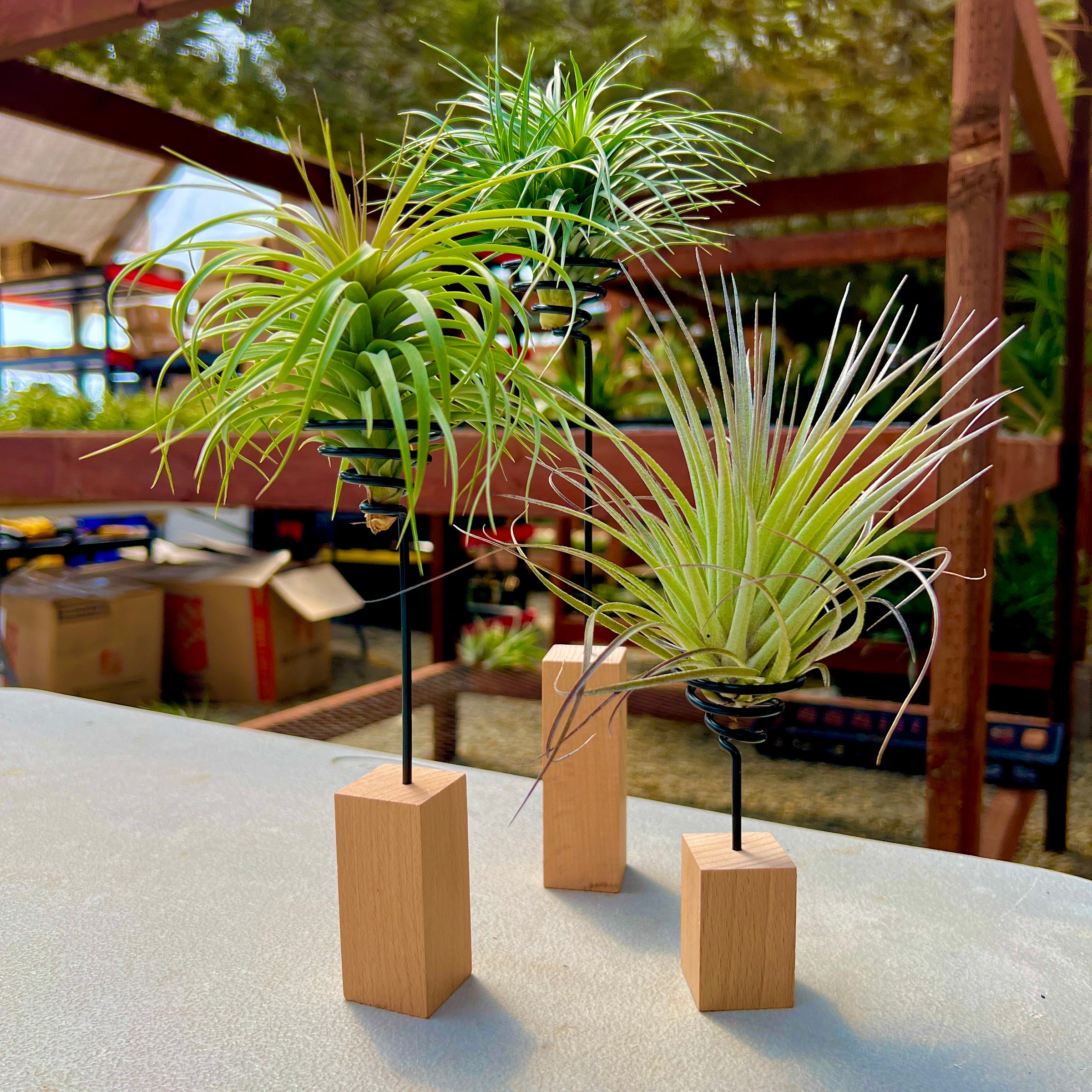 The Air Plant Hub: Best Priced Tillandsia, Air Plant Gifts, & Supplies