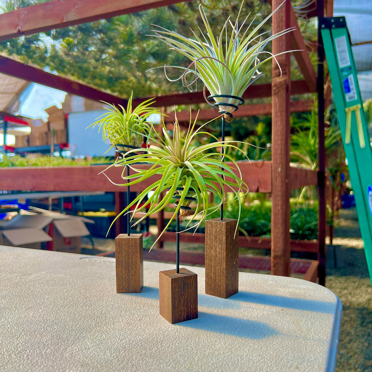 Handcrafted Modern Wood Wire Stand (Stained) – Air Plant Hub