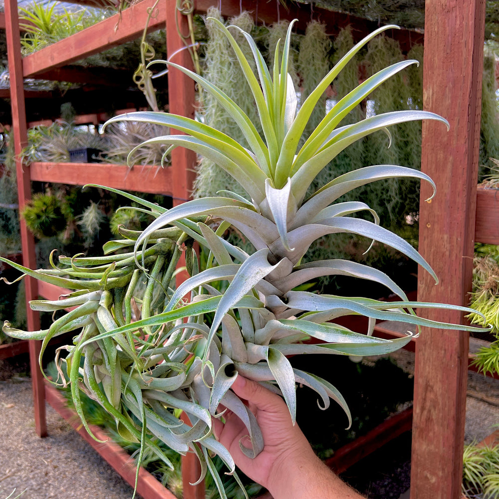 Collector's Specials (Updated 11/23/18) – Air Plant Hub