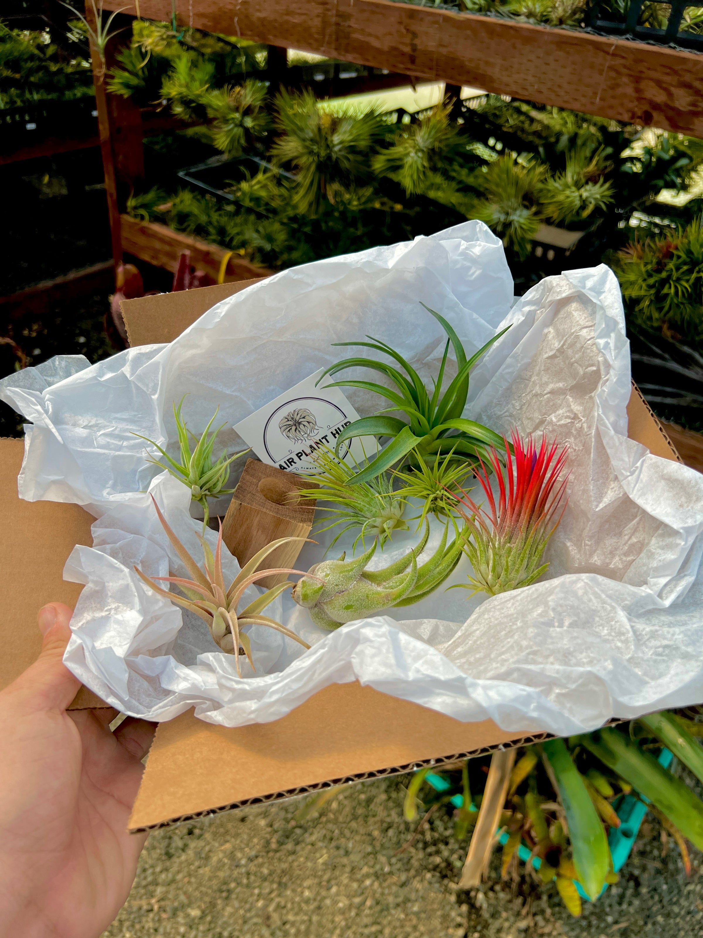 The Air Plant Hub: Best Priced Tillandsia, Air Plant Gifts, & Supplies ...