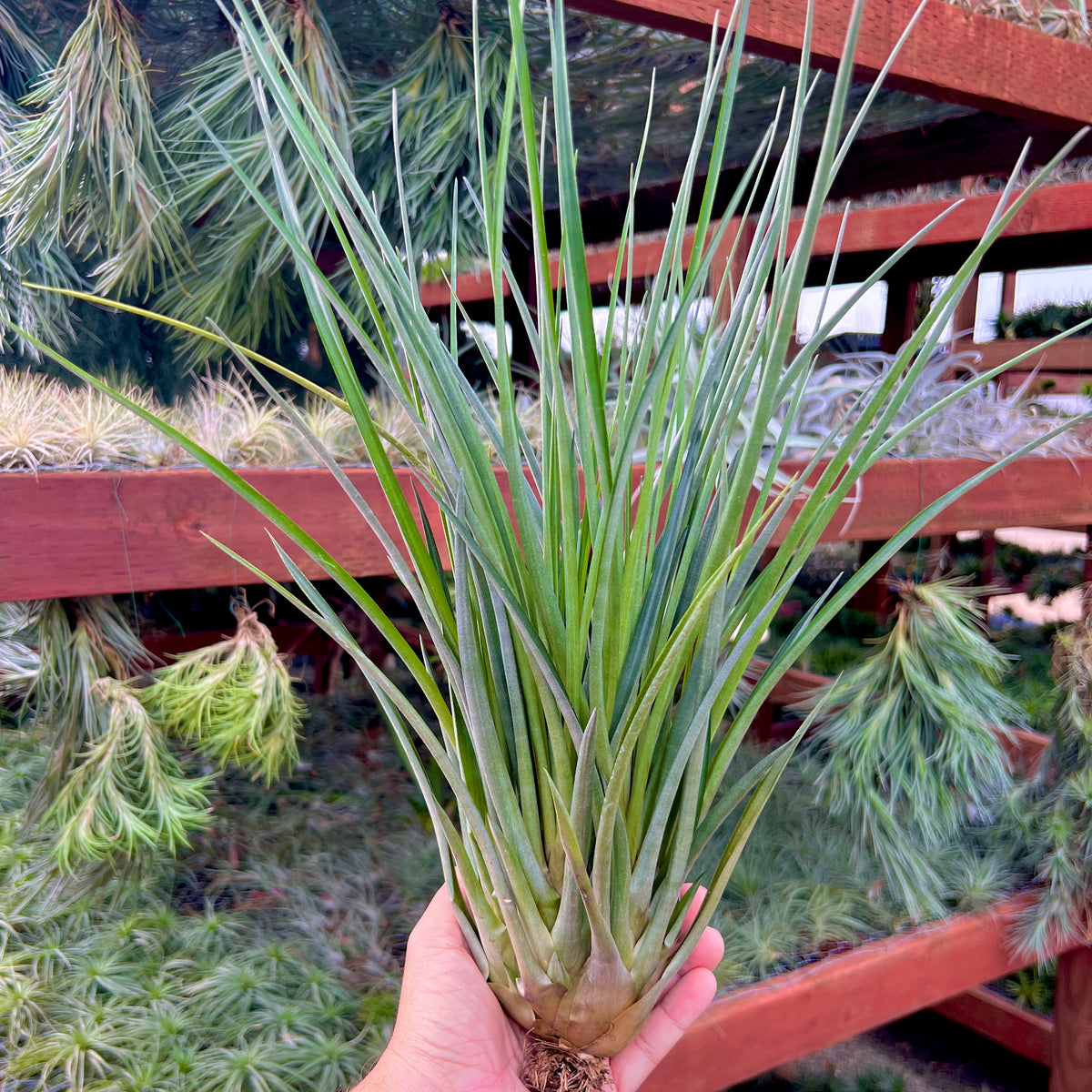 Limbata – Air Plant Hub