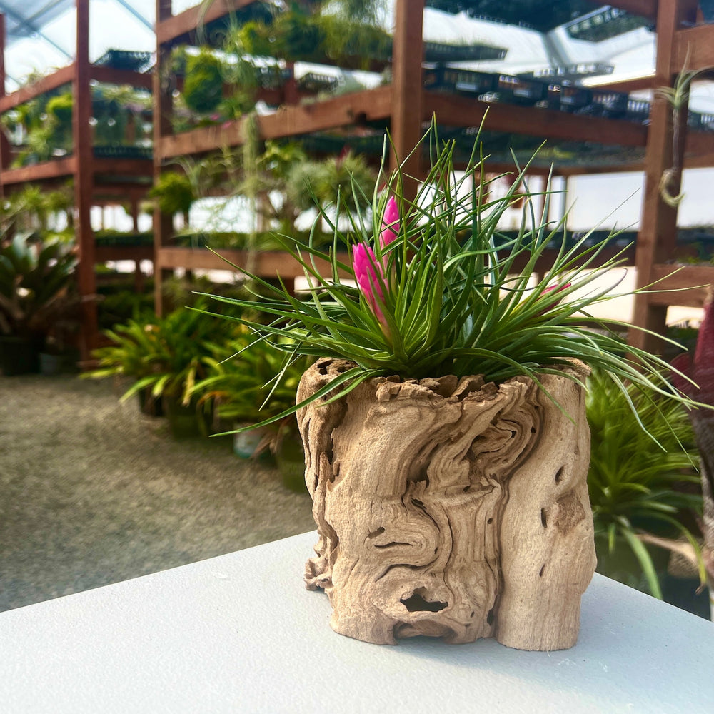 Wood Displays And Planters For Air Plants | Air Plant Hub