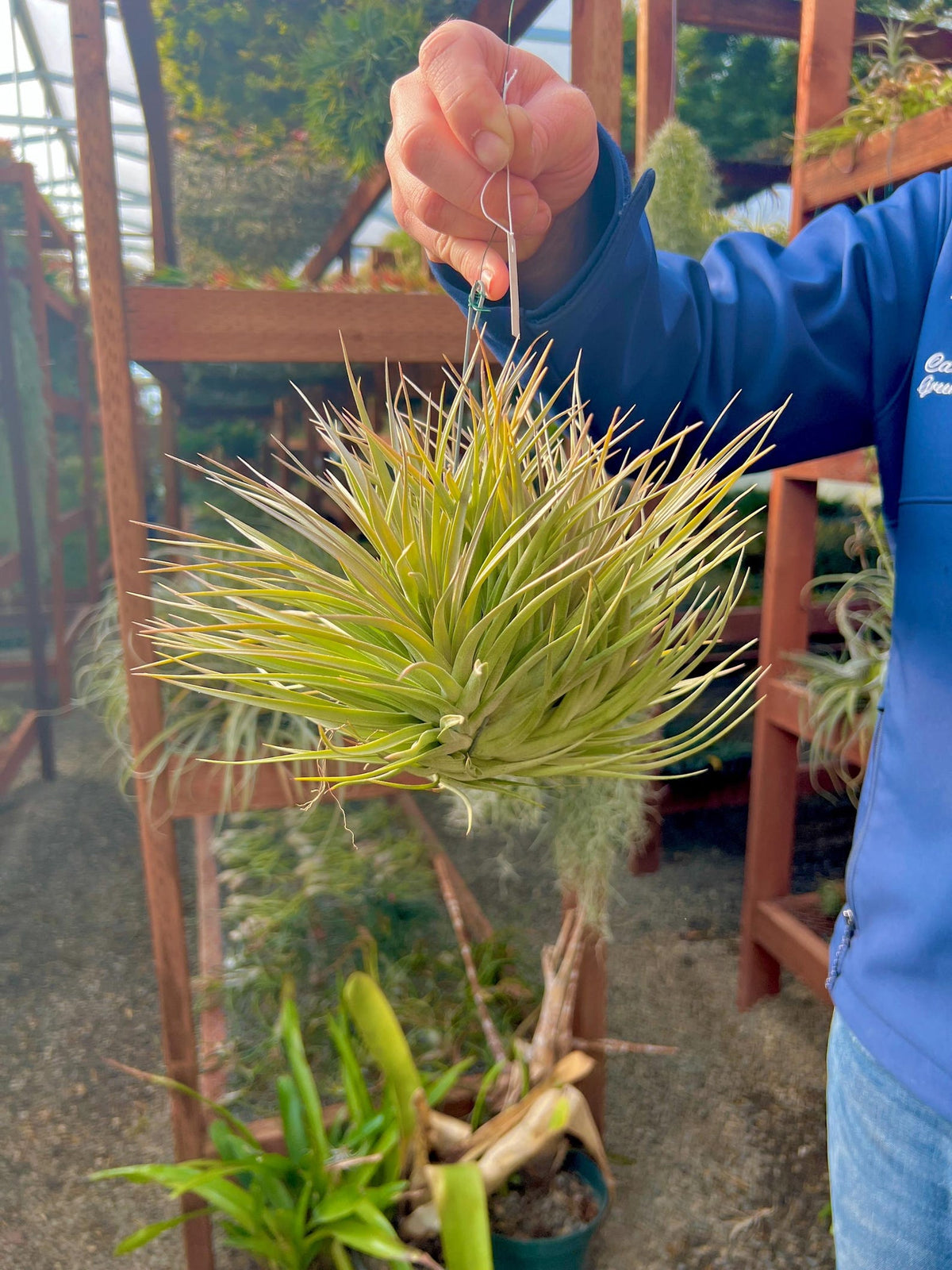 Assorted Large Hanging Air Plant Clump – Air Plant Hub