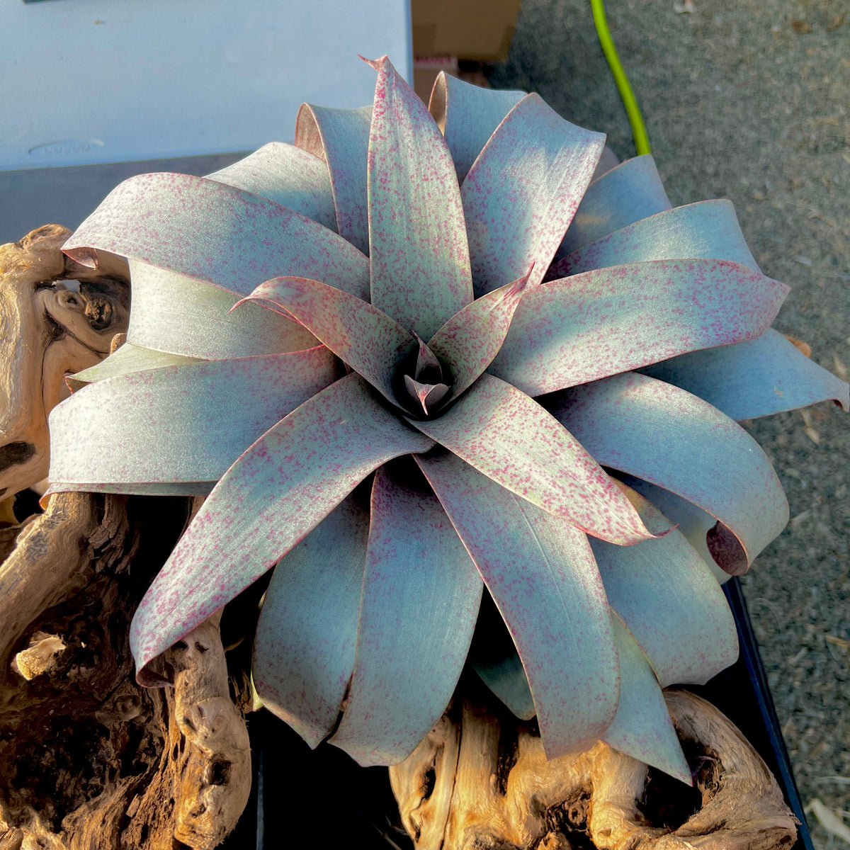 Vriesea Saundersii Giant – Air Plant Hub