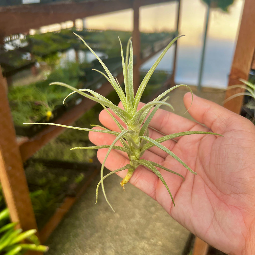 Shop All Air Plants | Air Plant Hub