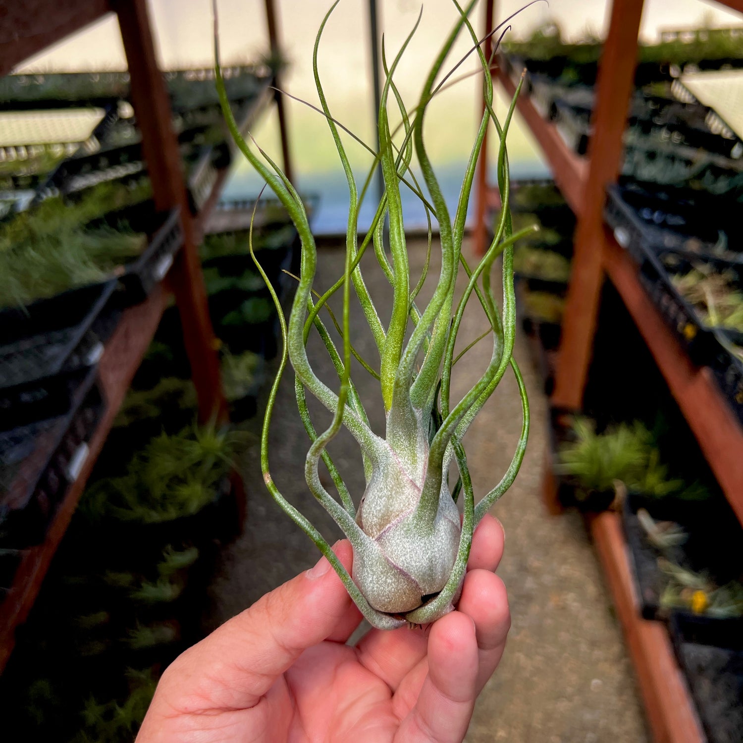Bulbosa Hybrid – Air Plant Hub