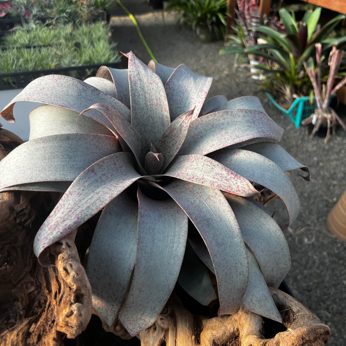 Vriesea Saundersii Giant – Air Plant Hub