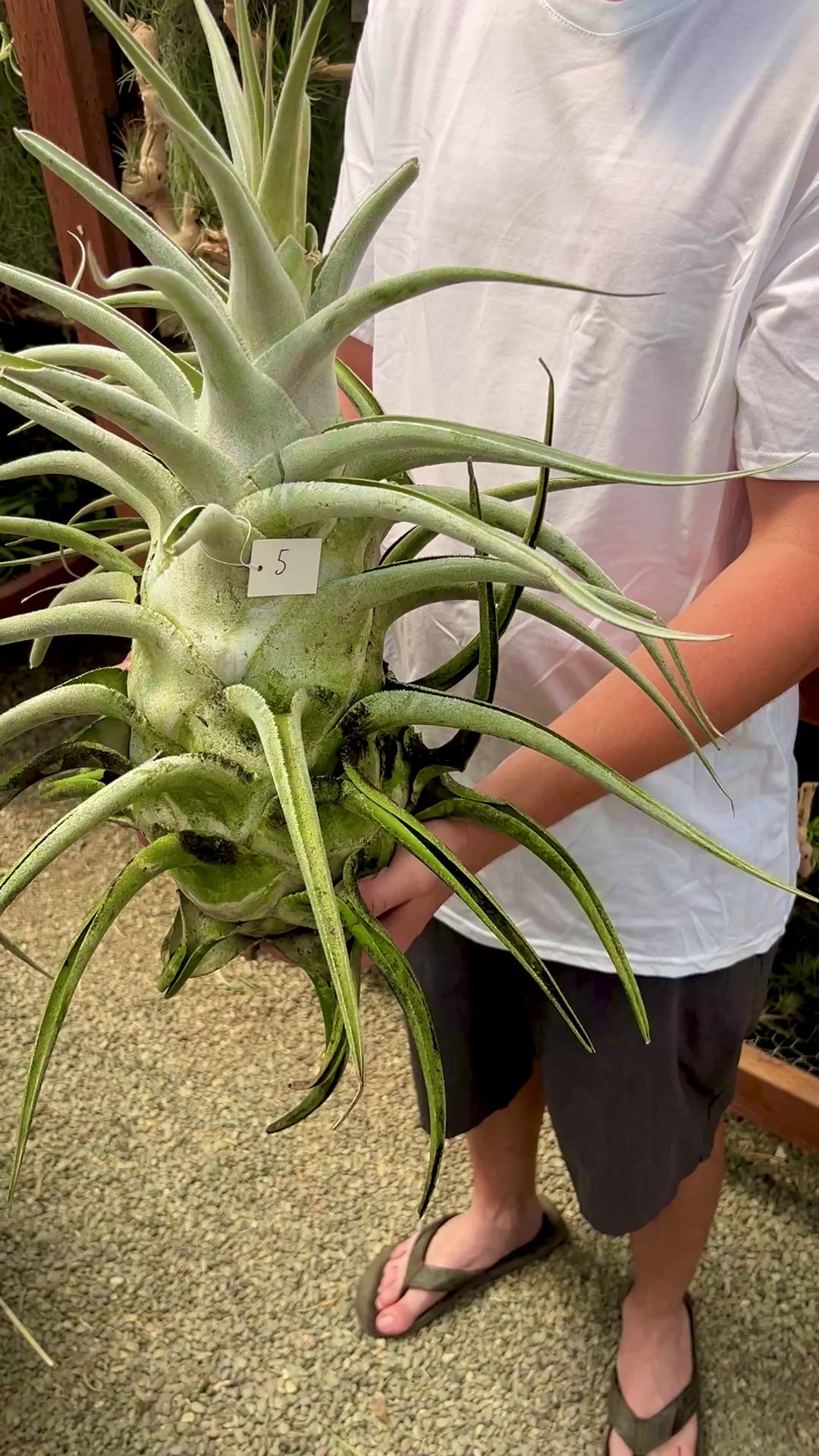 Ehlersiana Giant Clone (Receive The Exact Plant You Choose!) – Air ...