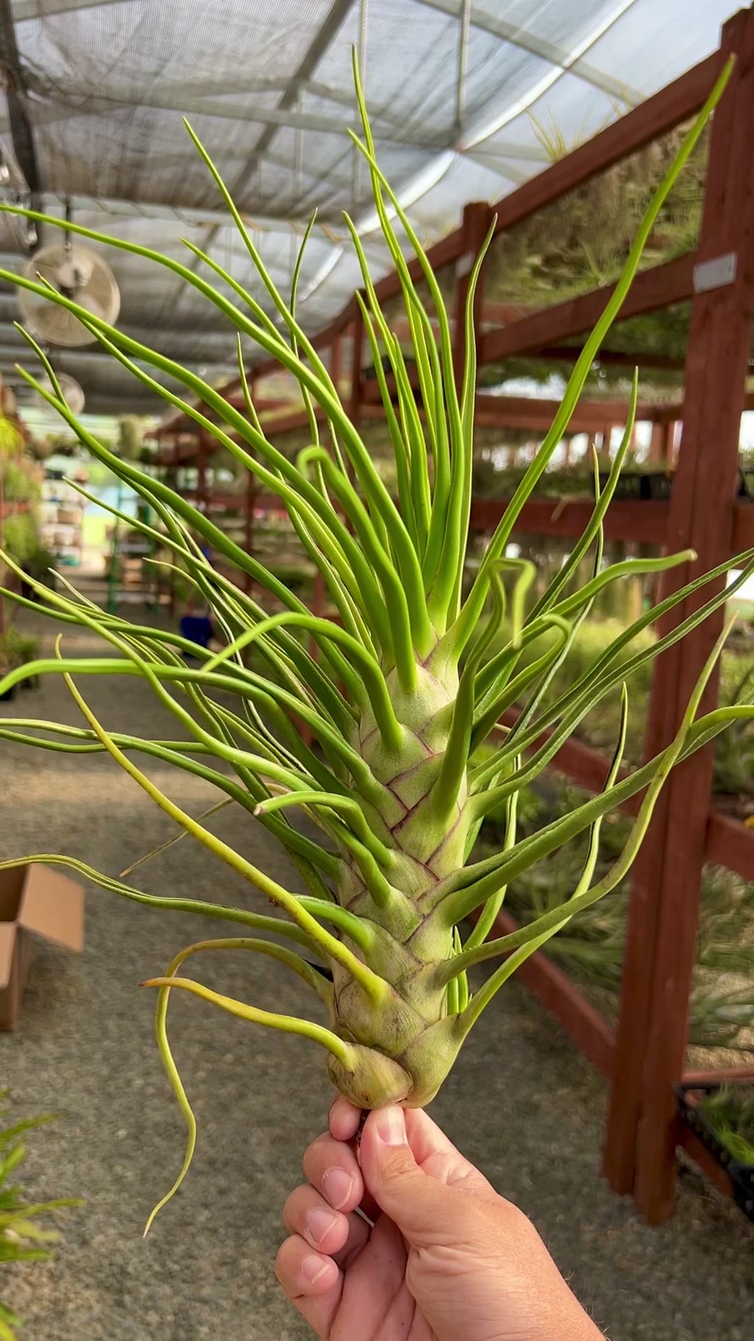 Bulbosa Freak Show Giant – Air Plant Hub