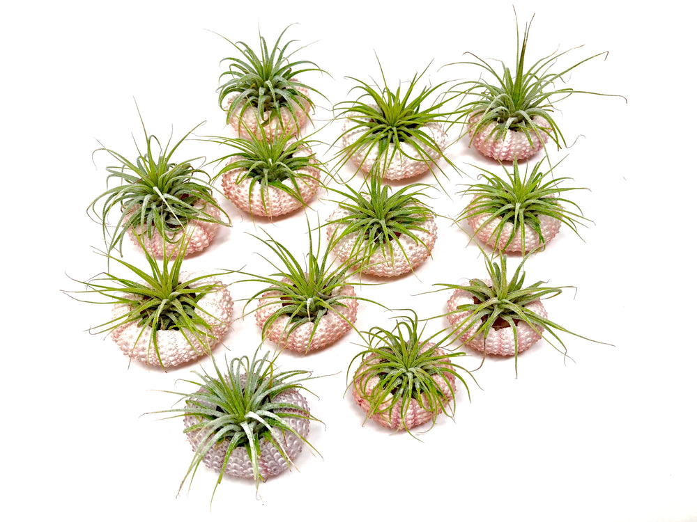 Bulk Pink/White Urchin Shell + Air Plants Combo (25, 50, 100 Pack Opti ...