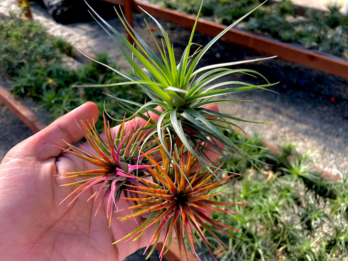 3 Air Plants & Fertilizer Great Starter Mix – Air Plant Hub