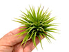 Ionantha 'Fat Boy' (Beginner Friendly) | Air Plant Hub