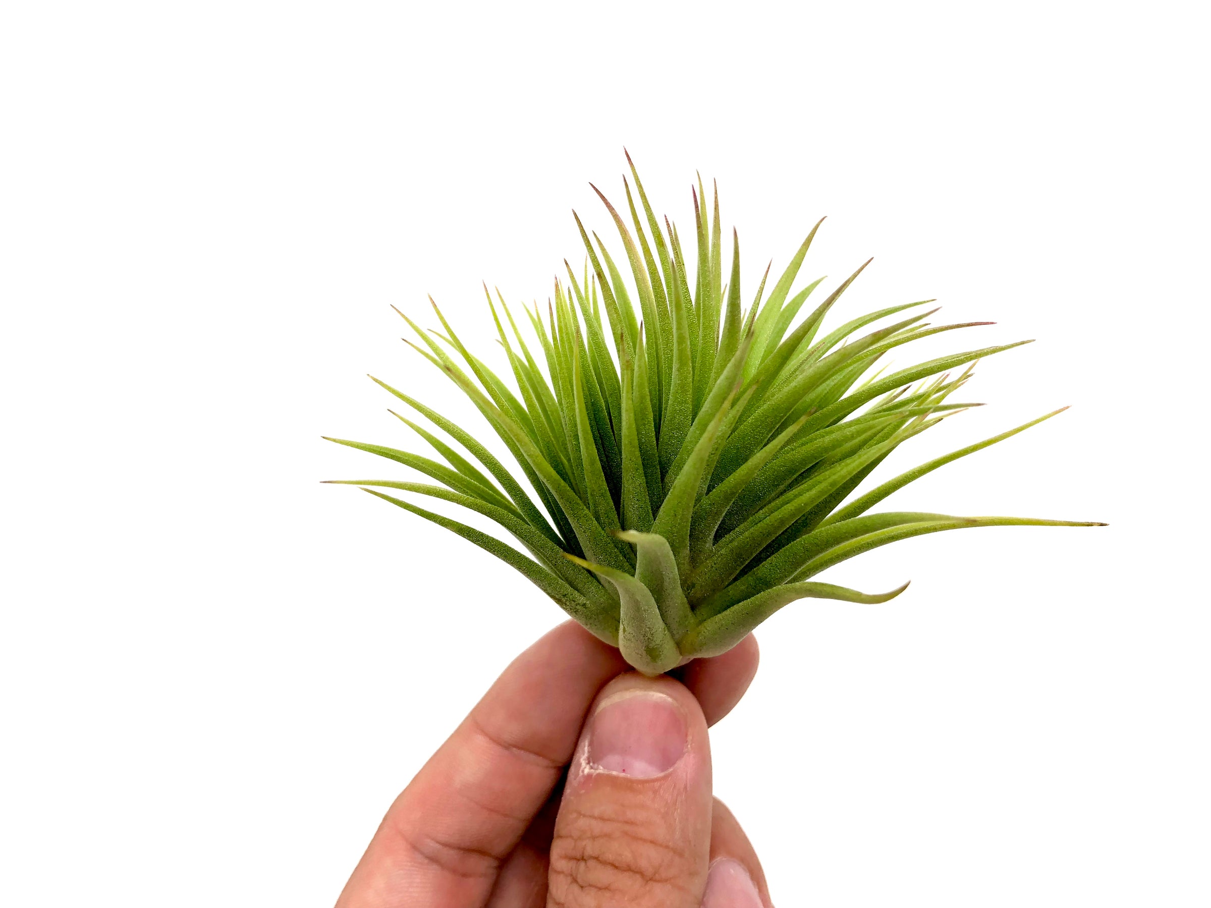 Ionantha 'Fat Boy' (Beginner Friendly) | Air Plant Hub