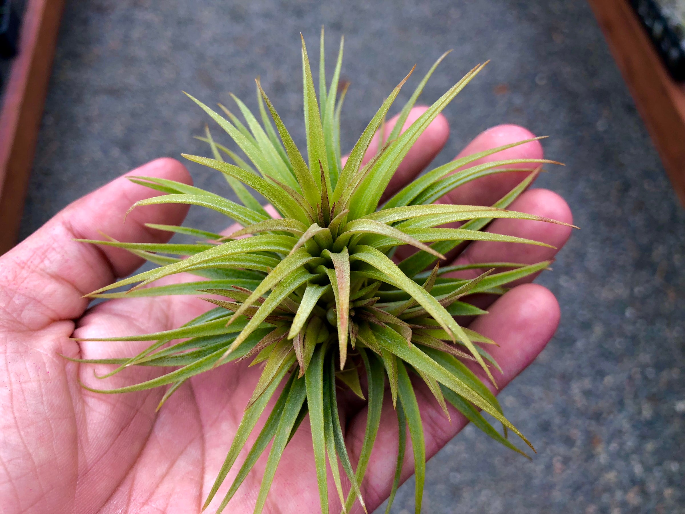 Ionantha 'Fat Boy' (Beginner Friendly) | Air Plant Hub