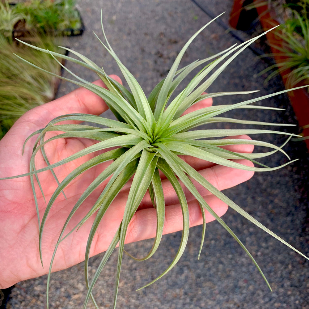 Shop All Air Plants | Air Plant Hub