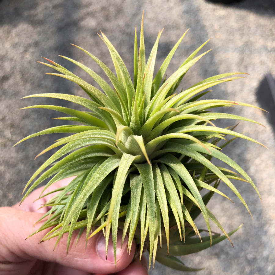 Ionantha 'Fat Boy' (Beginner Friendly) – Air Plant Hub