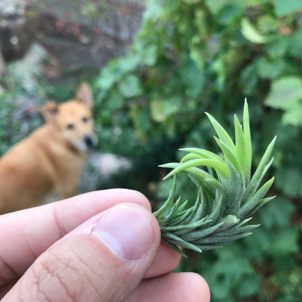 Neglecta Small Species – Air Plant Hub