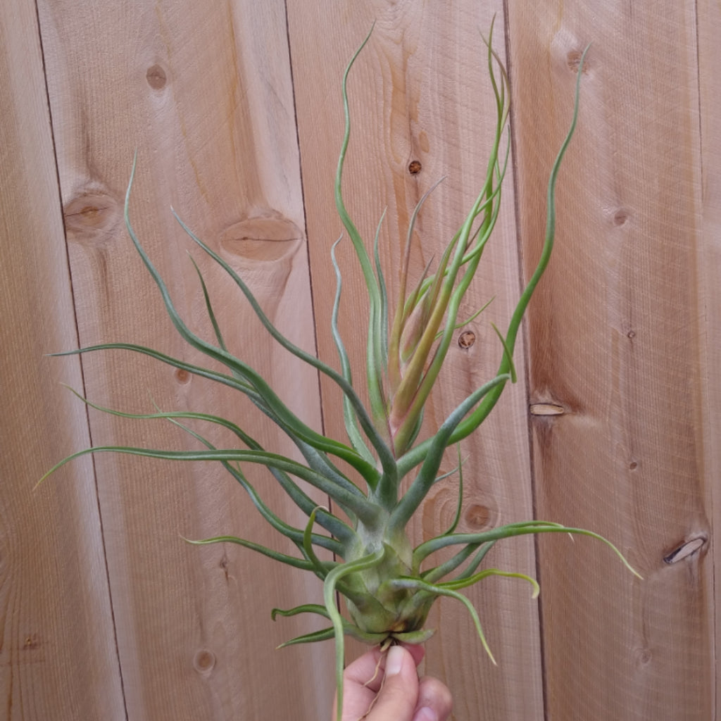 Showtime (T. bulbosa X T. streptophylla) | Air Plant Hub