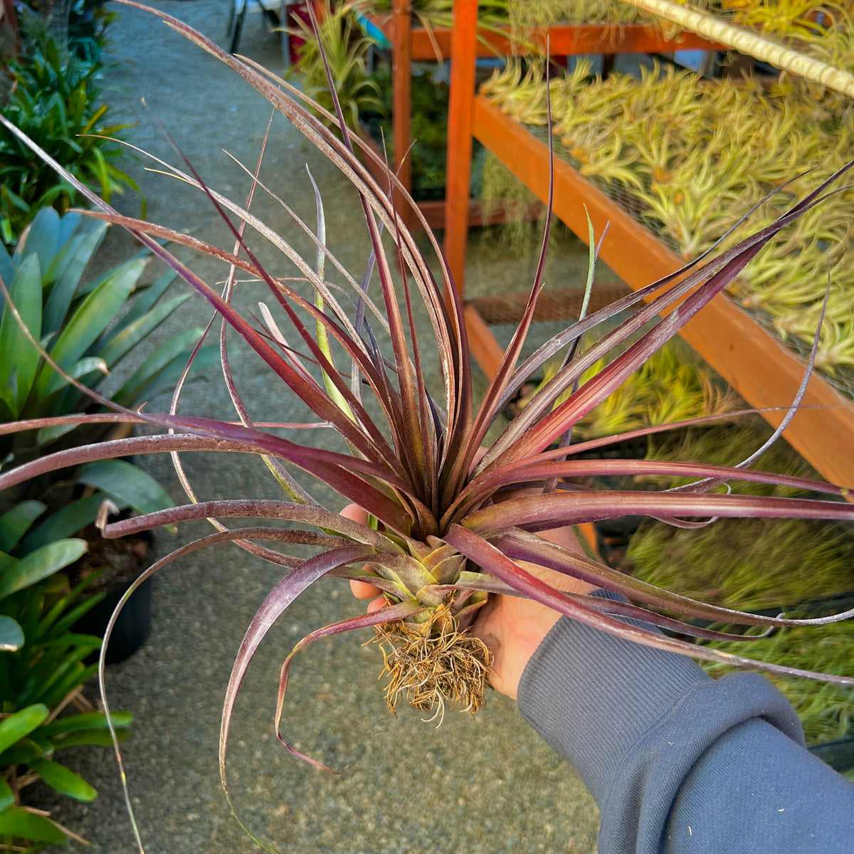 Capitata Maroon Giant – Air Plant Hub
