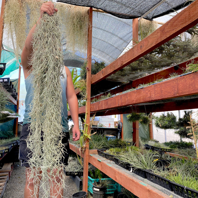 Usneoides (Spanish Moss) White On Hanging Wire! – Air Plant Hub