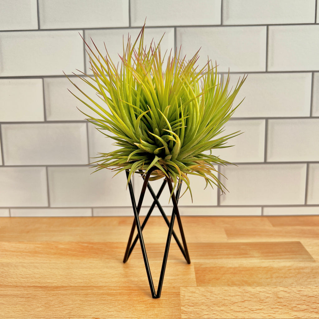 Ionantha Fat Boy Clump & Stand | Air Plant Hub