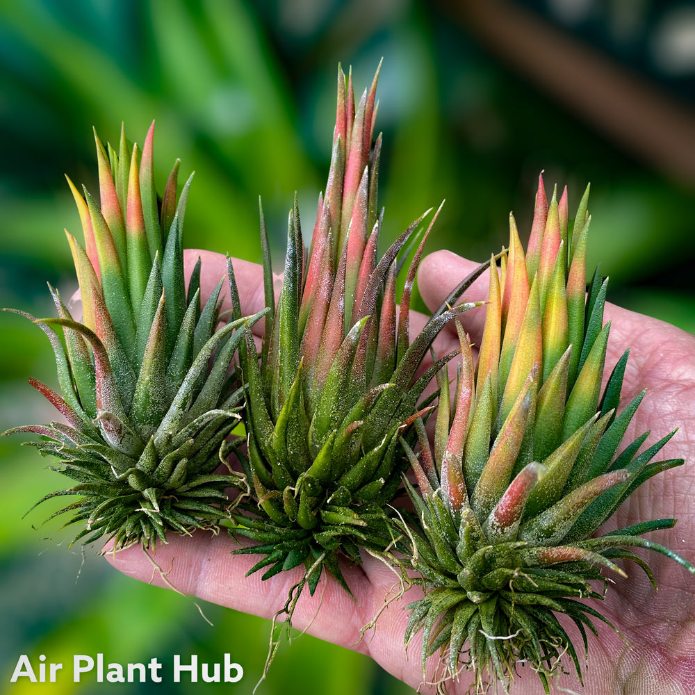 Shop All Air Plants | Air Plant Hub