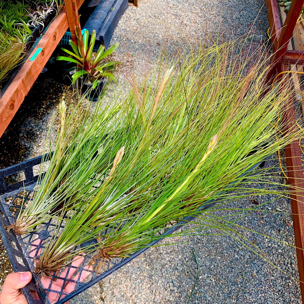 Juncea Giant 12”+ – Air Plant Hub