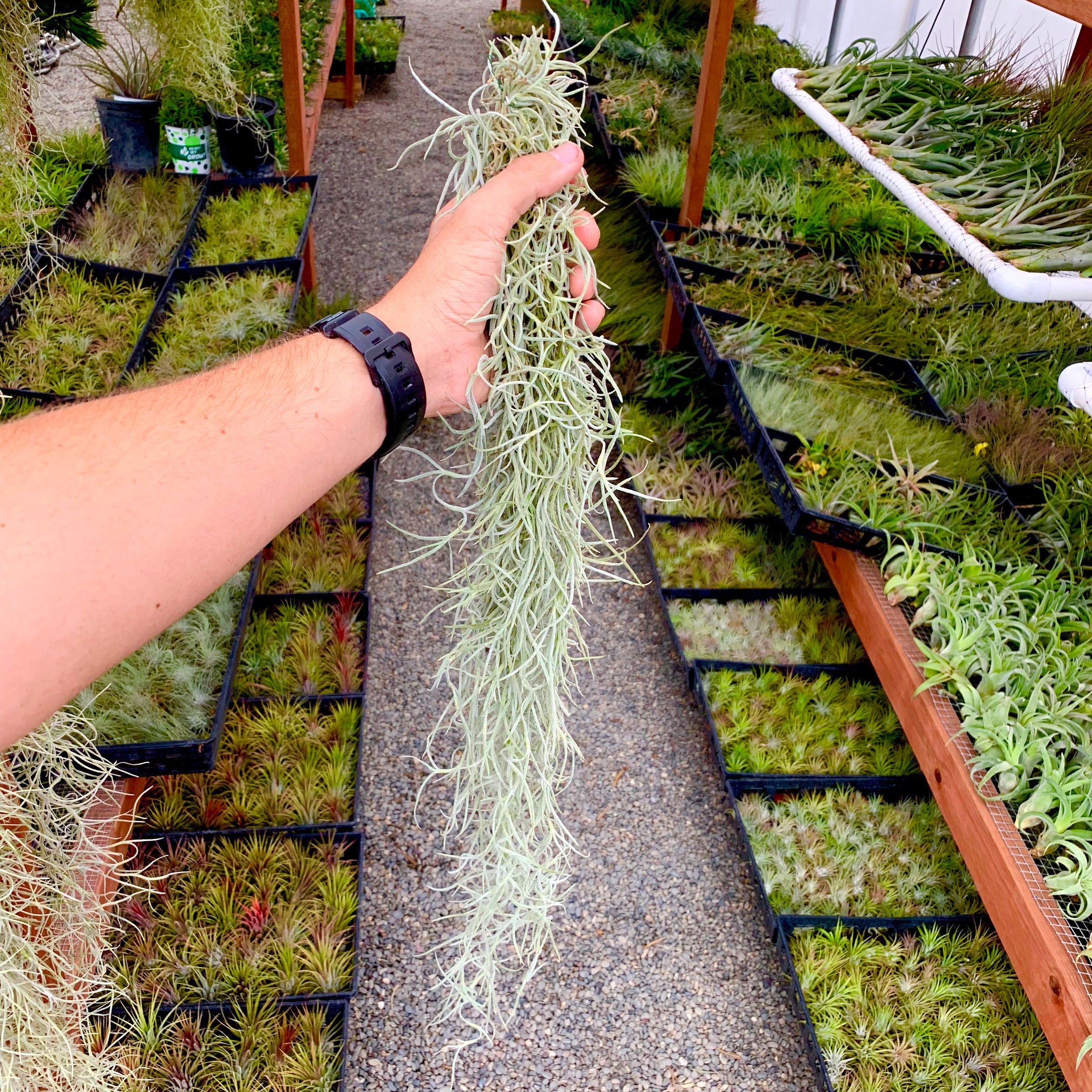 Usneoides (Spanish Moss) White On Hanging Wire! – Air Plant Hub