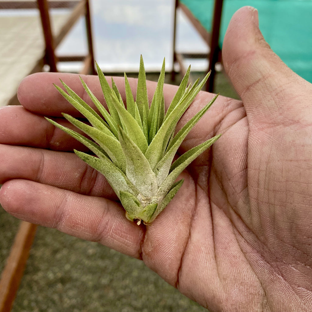 Exciting Where To Buy Air Plants Gallery