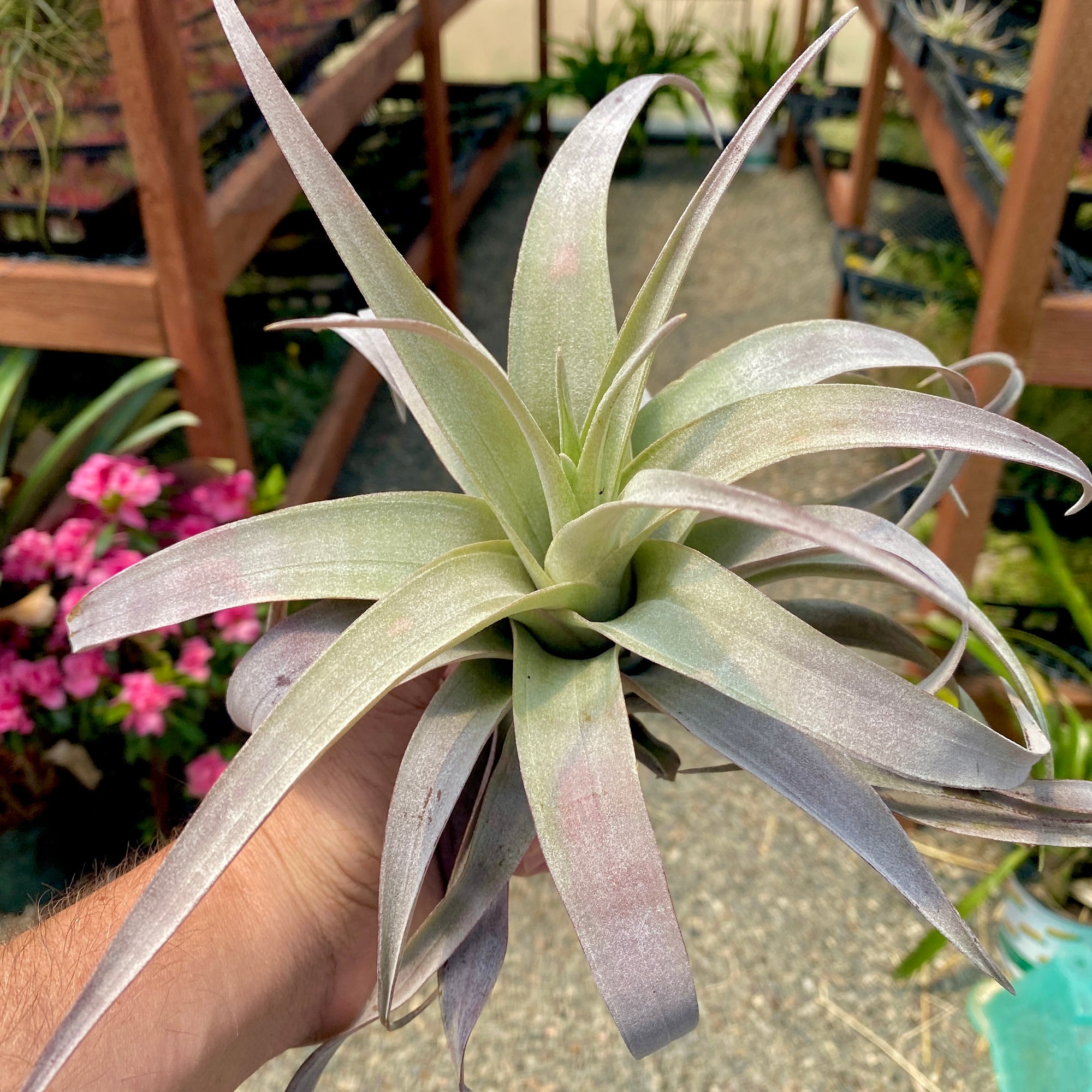 Queens Delight (carlsoniae X chiapensis) | Air Plant Hub