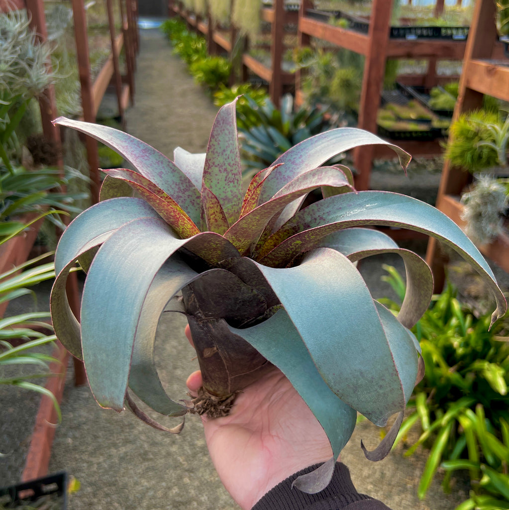 Vriesea Saundersii Giant | Air Plant Hub