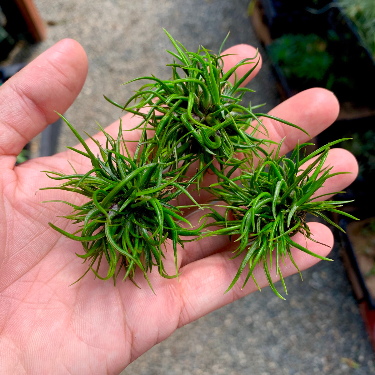 Bulbosa (Miniature Brazilian Form) Clump – Air Plant Hub