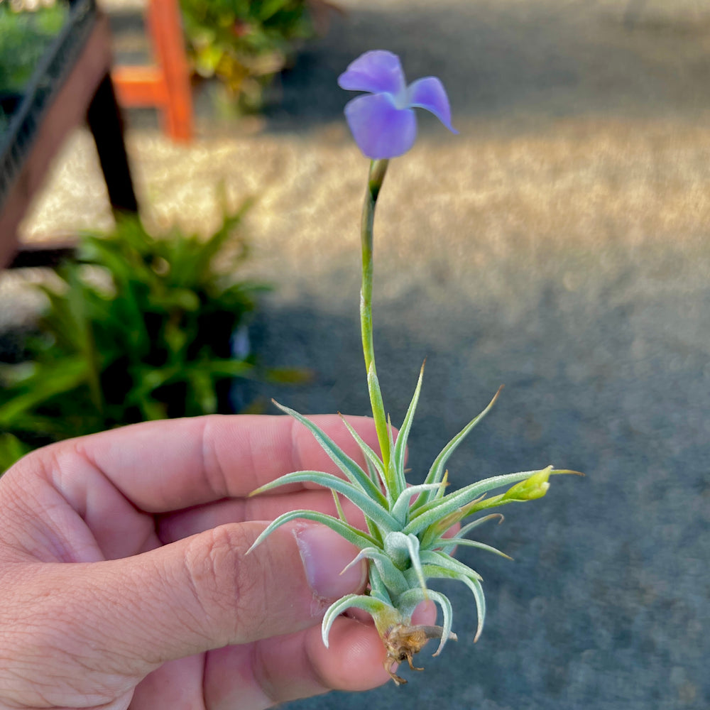 Shop All Air Plants | Air Plant Hub